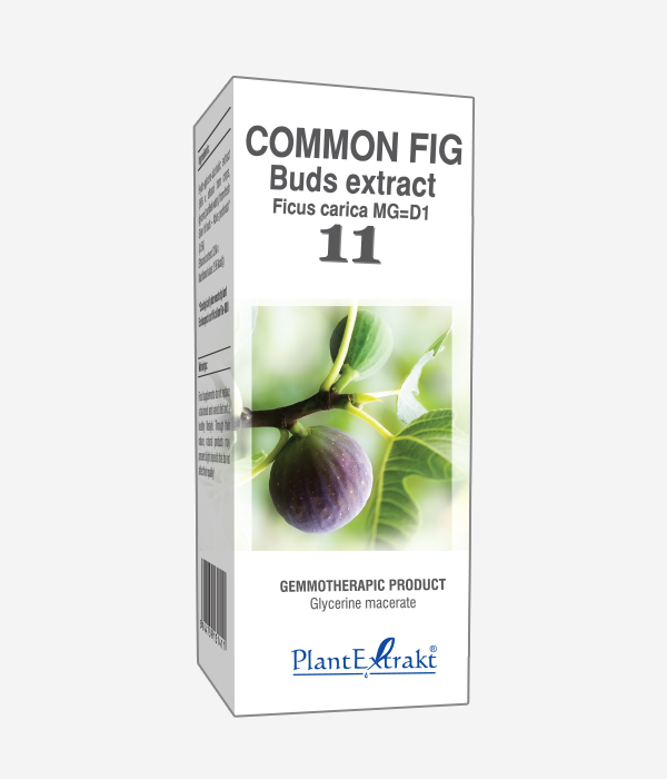 Buy Common Fig Buds Extract - Dr. Zia Pharmaceuticals